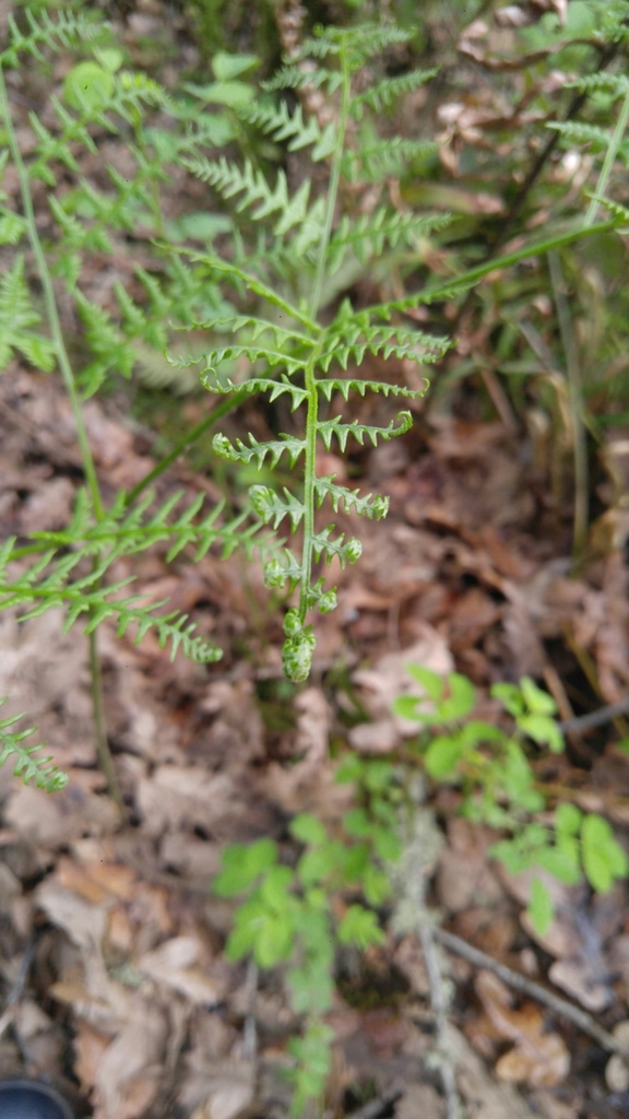 common bracken from Midge Cramer Path Corvallis, OR 97330 on April 22 ...