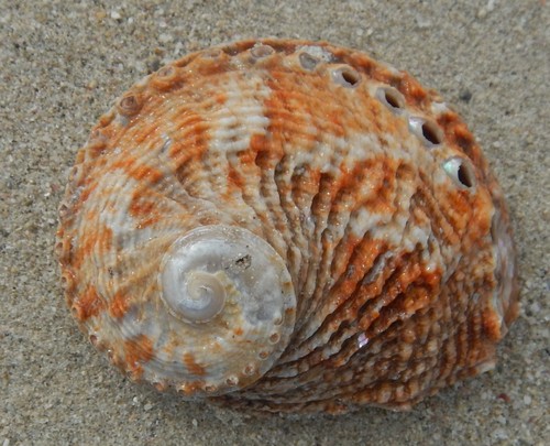 Subspecies Haliotis scalaris emmae · iNaturalist