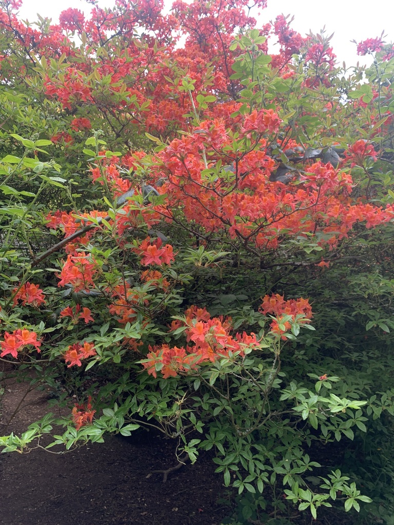 rhododendrons and azaleas from Heaton Park, Manchester, England, GB on ...