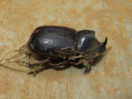 Heterogomphus rugicollis · iNaturalist Chile