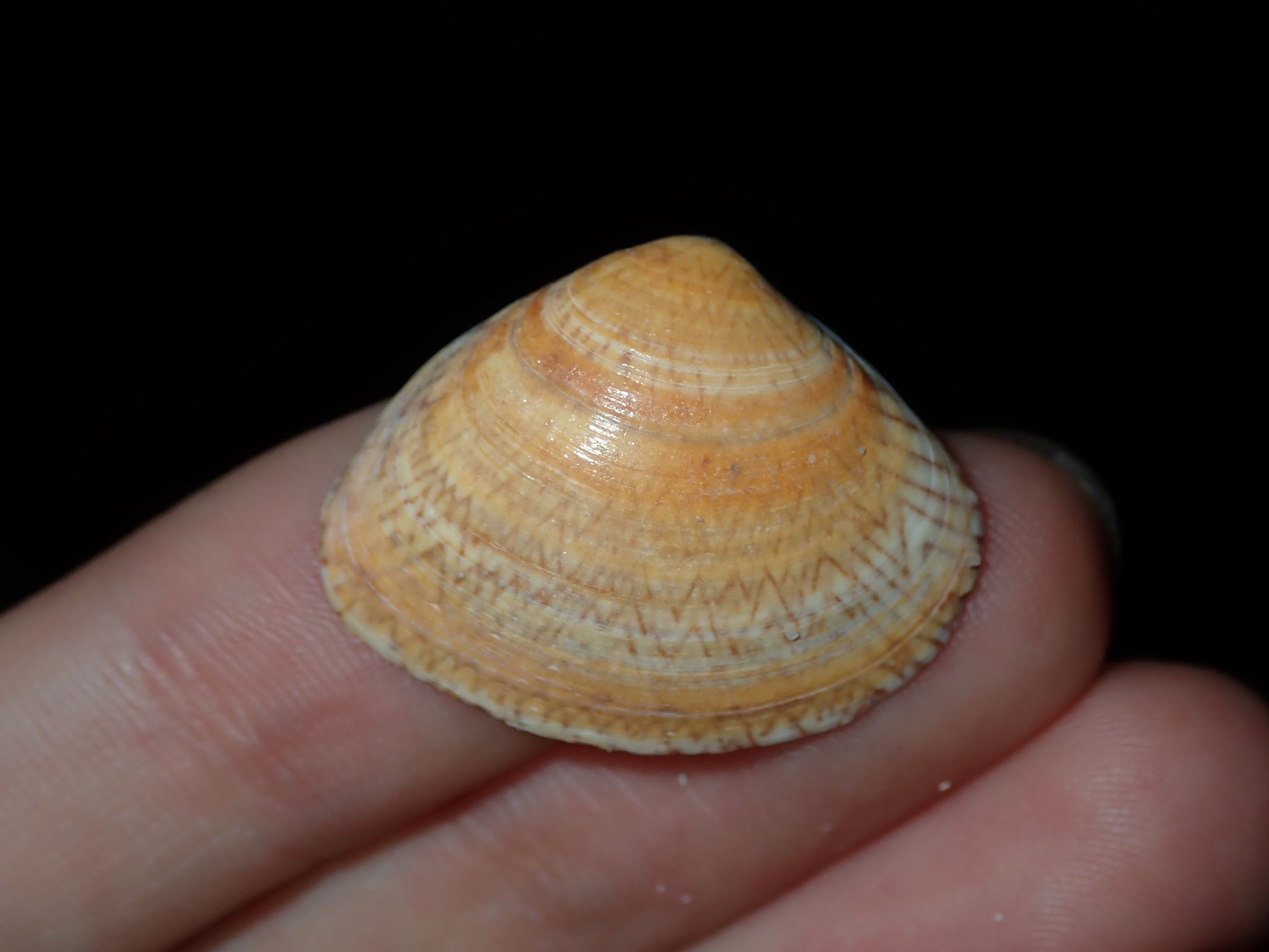 Gomphina undulosa (Lamarck, 1818)