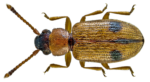 Psammoecus (Coleoptera (beetles) of the British Indian Ocean Territory ...
