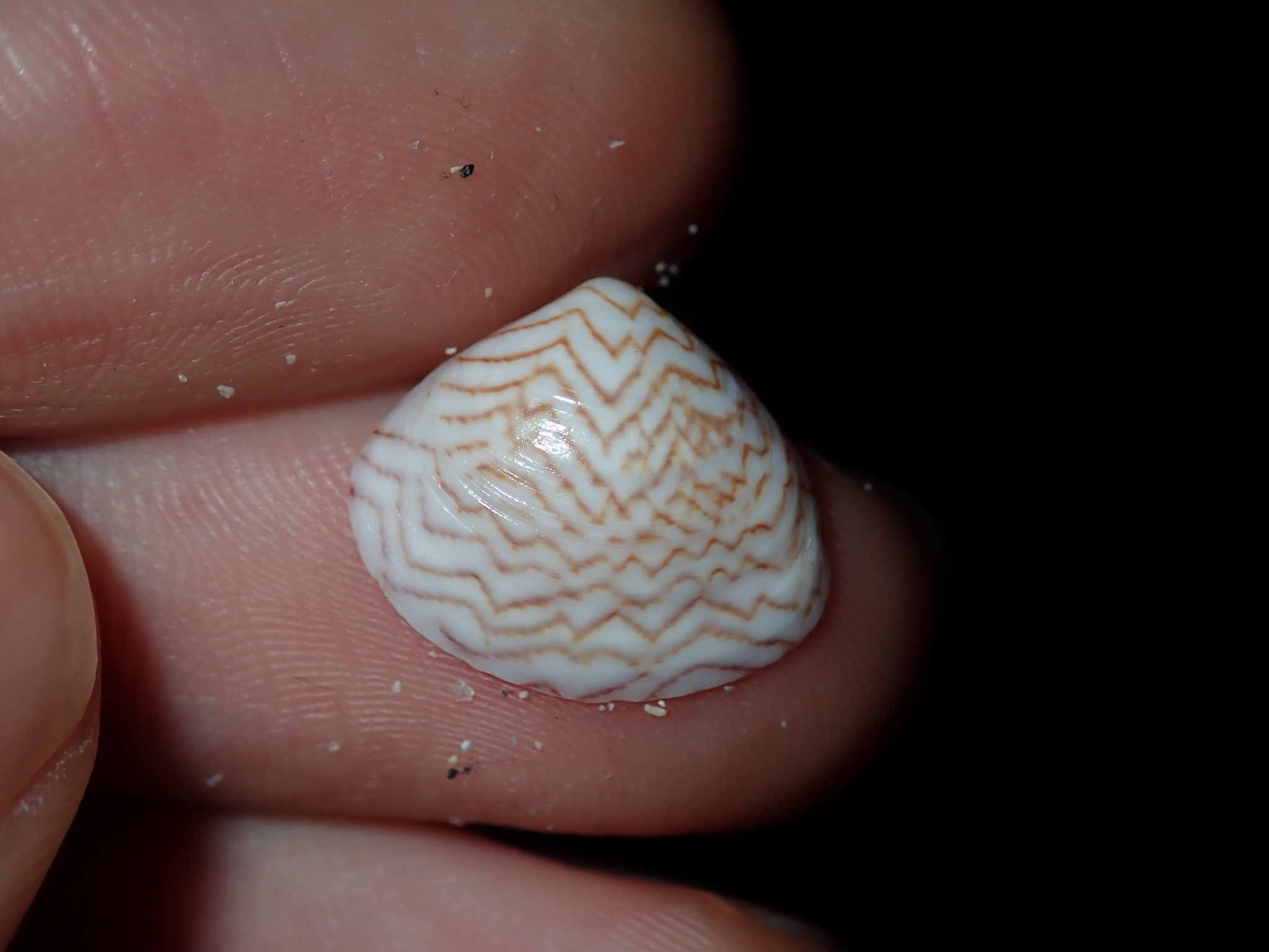 Gomphina undulosa (Lamarck, 1818)