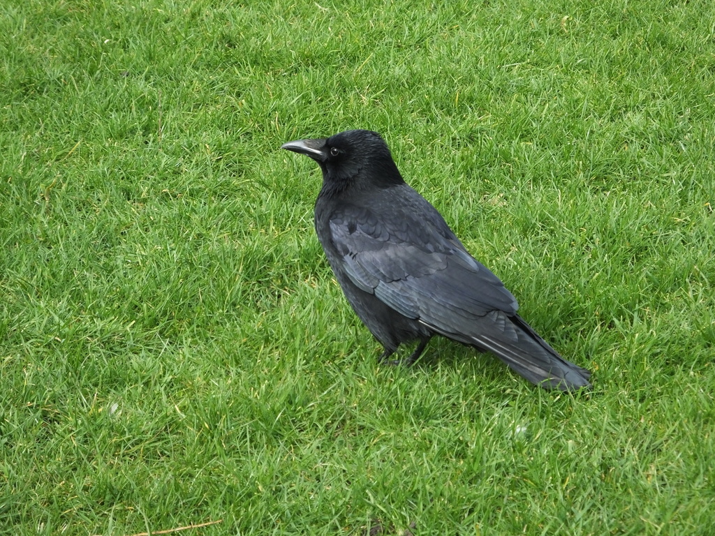 Carrion Crow from Linlithgow West Lothian Scotland on March 22, 2014 by ...