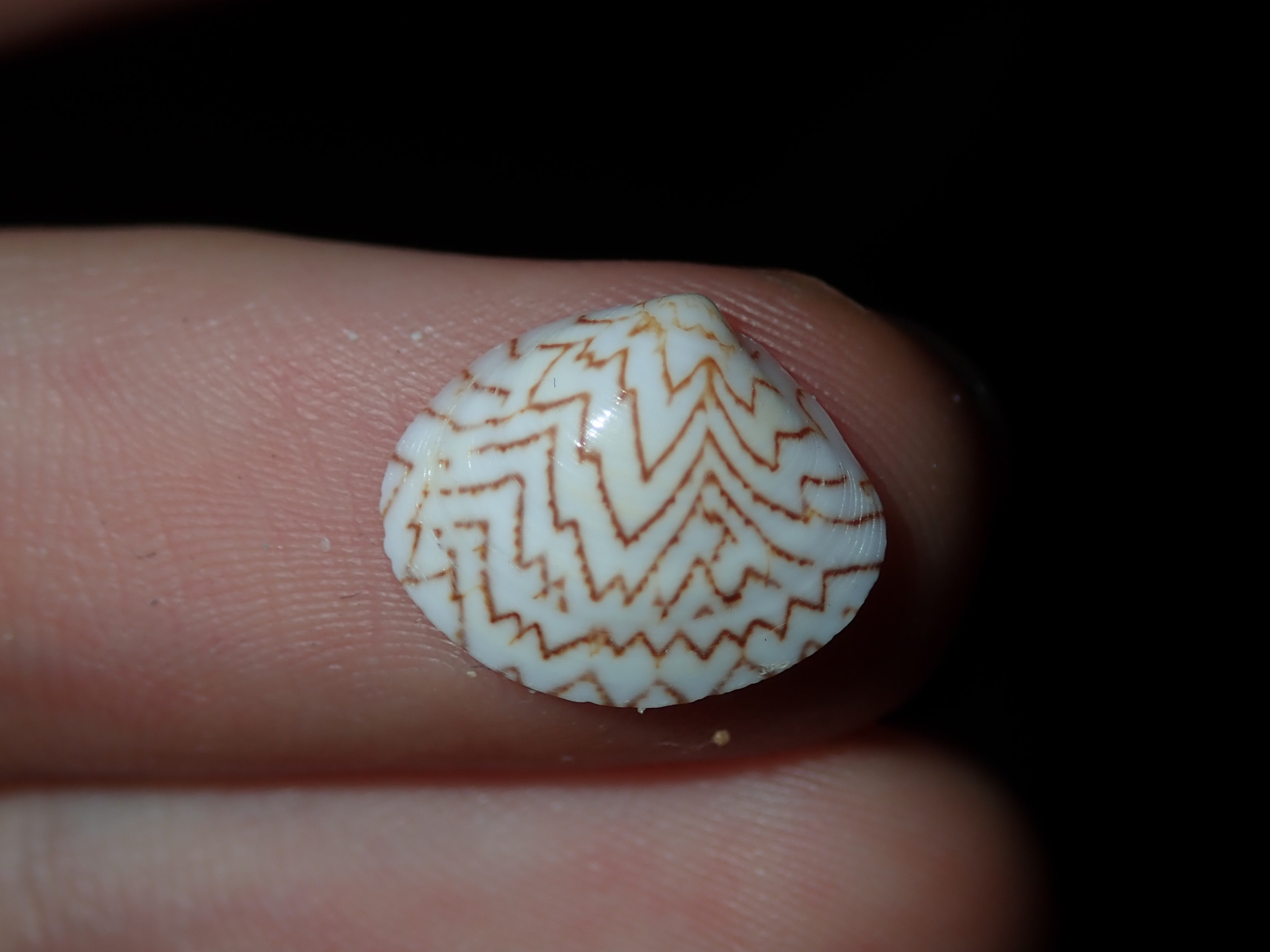 Gomphina undulosa (Lamarck, 1818)