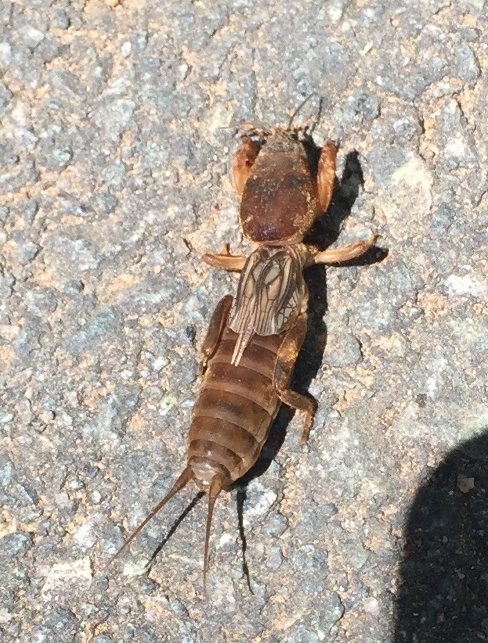 Northern Mole Cricket from S Spring St, Burlington, NC, US on May 10 ...