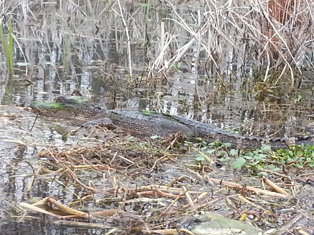 American Alligator from Louisiana, US on March 22, 2014 at 12:28 PM by ...