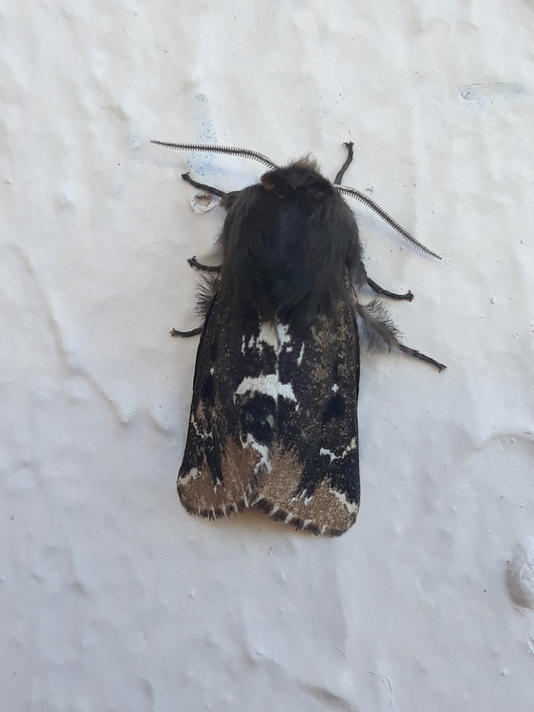 Paracles variegata from Esmeralda, RS, 95380-000, Brasil on May 19 ...