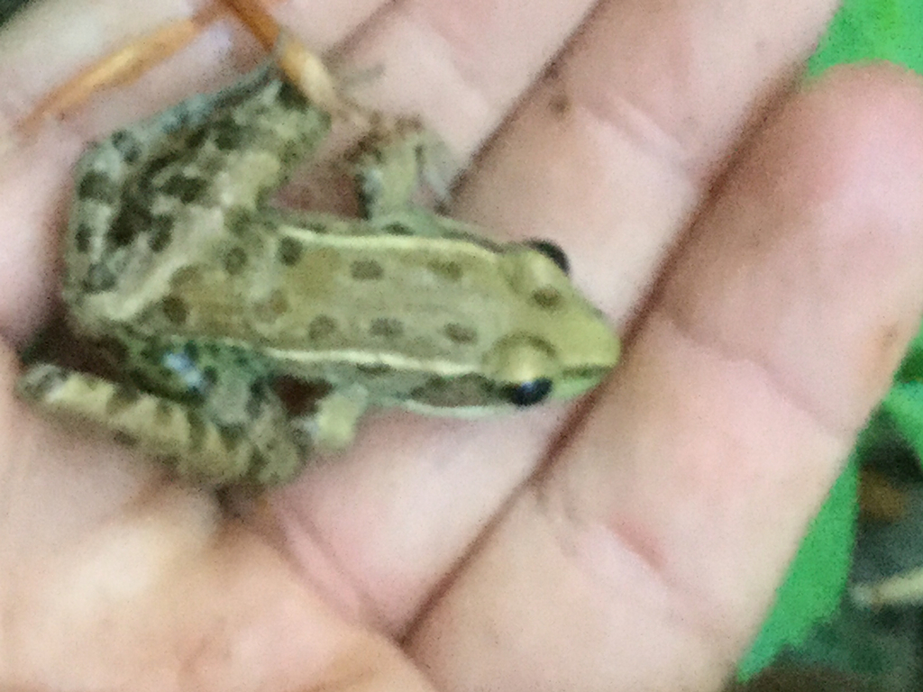 Southern Leopard Frog from 210 W Camden Forest Dr, Cary, NC, US on ...