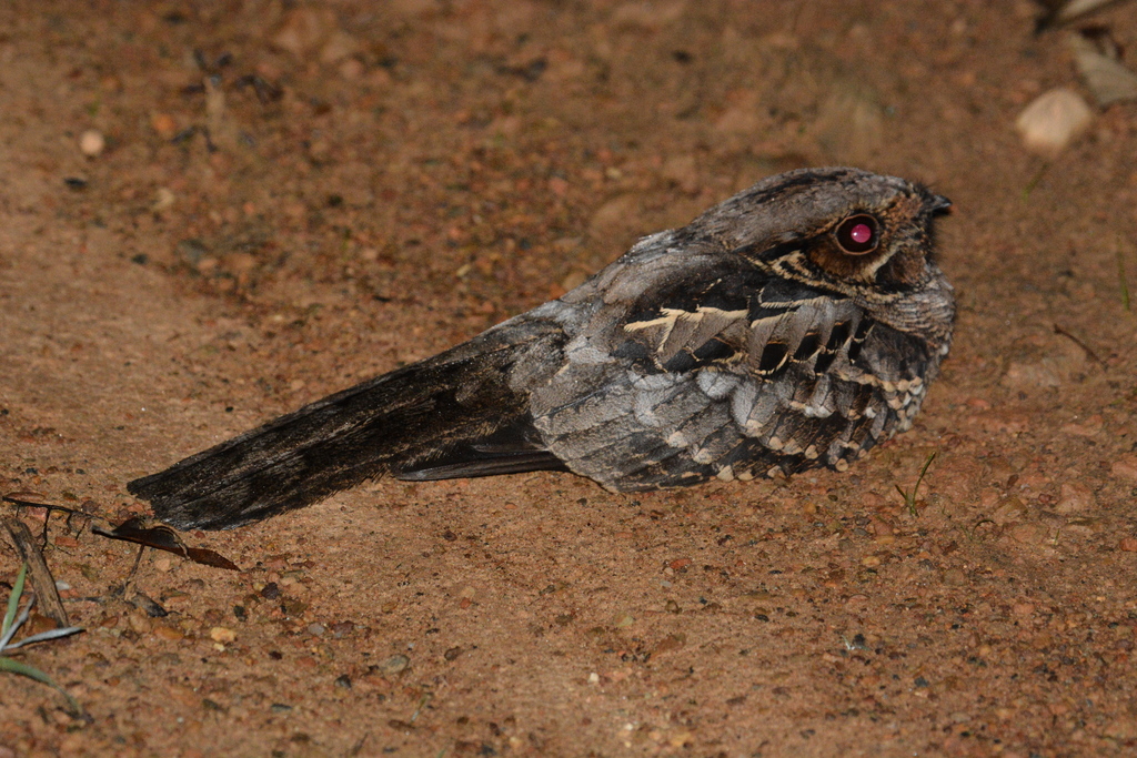 Common Pauraque from Distrito de Stann Creek, Belice on March 04, 2018 ...