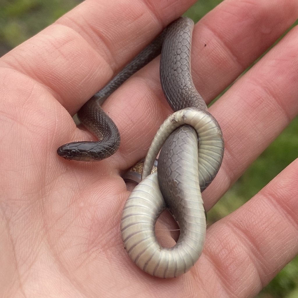 Rough Earthsnake from Middle Swamp Rd, Corapeake, NC, US on May 19 ...