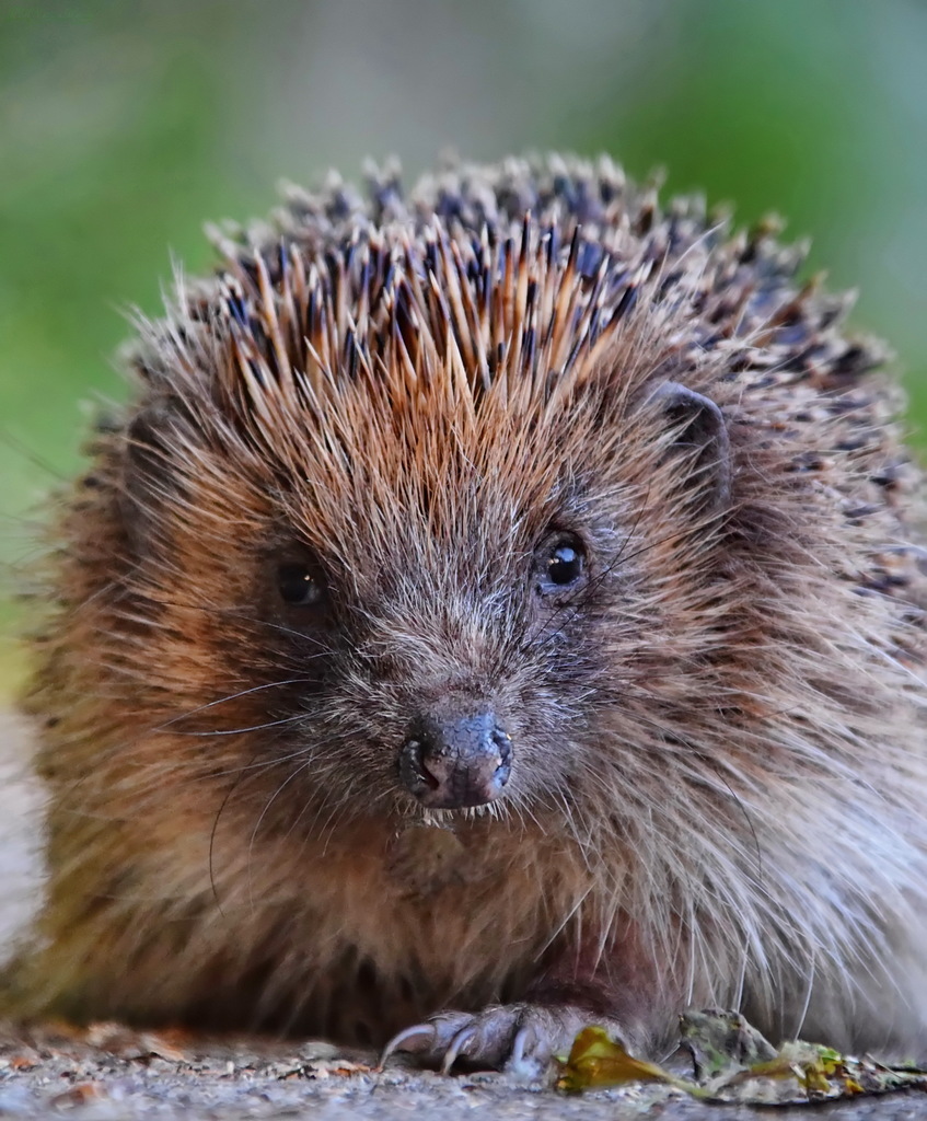 Hedgehogs and Gymnures (Erinaceidae) - Know Your Mammals