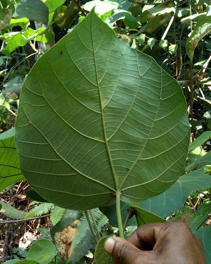 Endospermum diadenum (Miq.) Airy Shaw