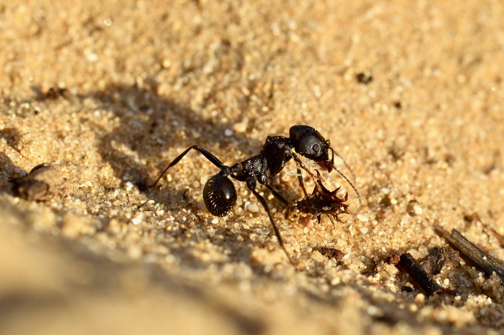 Messor arenarius from Hofit, Israel on April 12, 2020 at 09:48 PM by ...