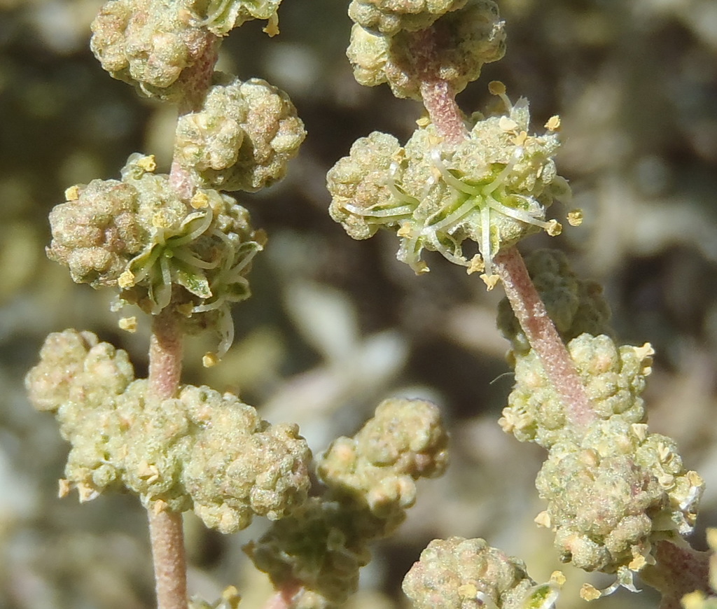 Cape Saltbush from West Coast Peninsula, South Africa on October 5 ...