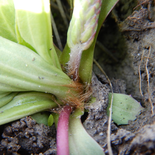 redwool plantain (Plants of Lathrop State Park) · iNaturalist