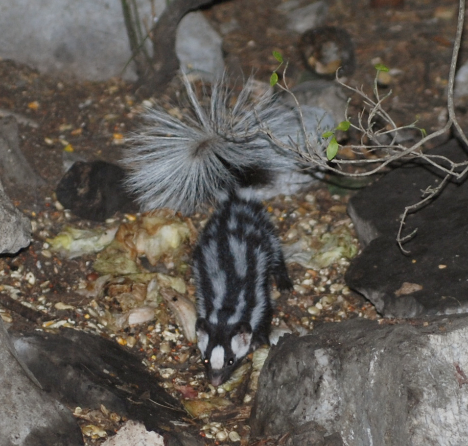 Western Spotted Skunk (Spilogale gracilis) - Know Your Mammals