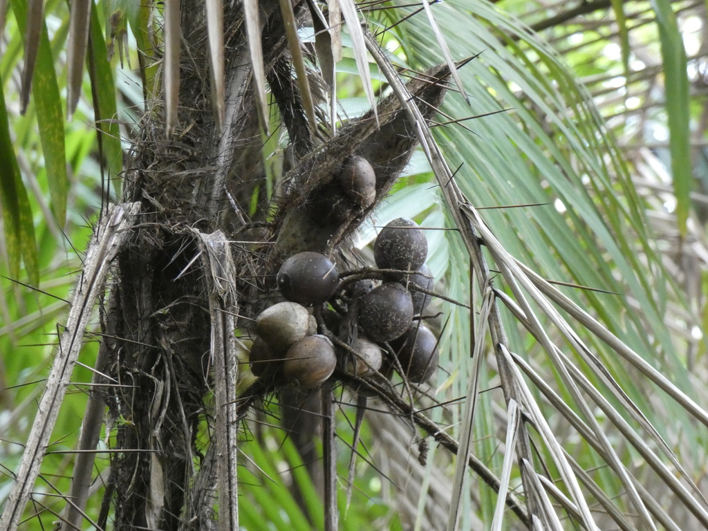 Bactris major (Árboles del departamento de Santa Rosa) · iNaturalist