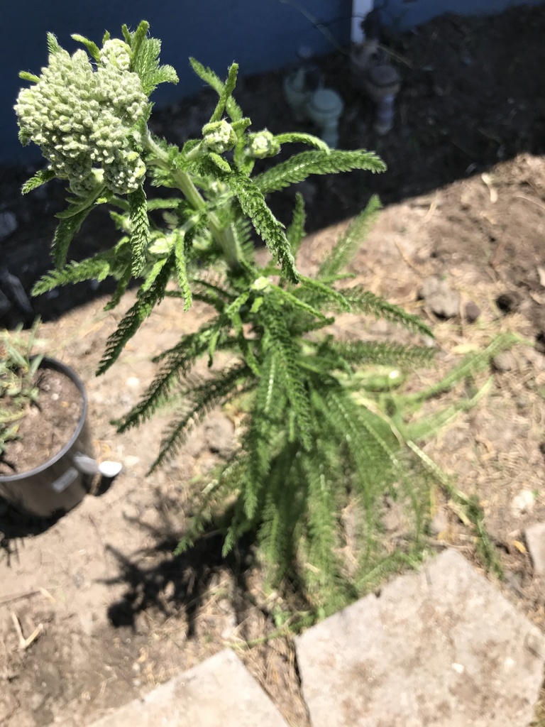 common yarrow from Tropicana Ln, Huntington Beach, CA, US on May 19 ...