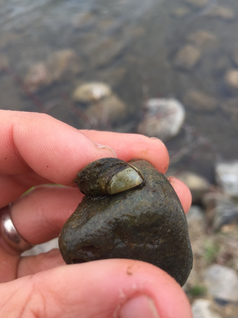 Zebra Mussel from Iron County, US-MI, US on May 19, 2020 at 09:37 AM by ...