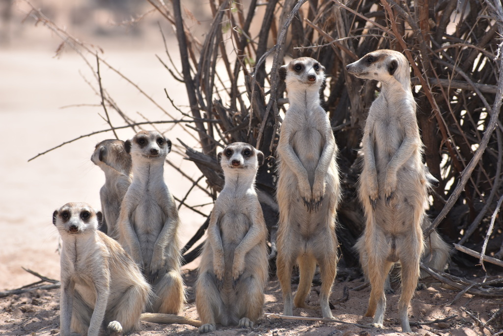 Meerkat (Suricata suricatta) - Know Your Mammals