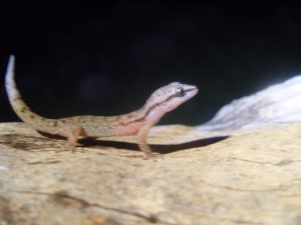 Salamanquesa pigmea de la Sierra Madre del Sur (Anfibios y Reptiles del ...