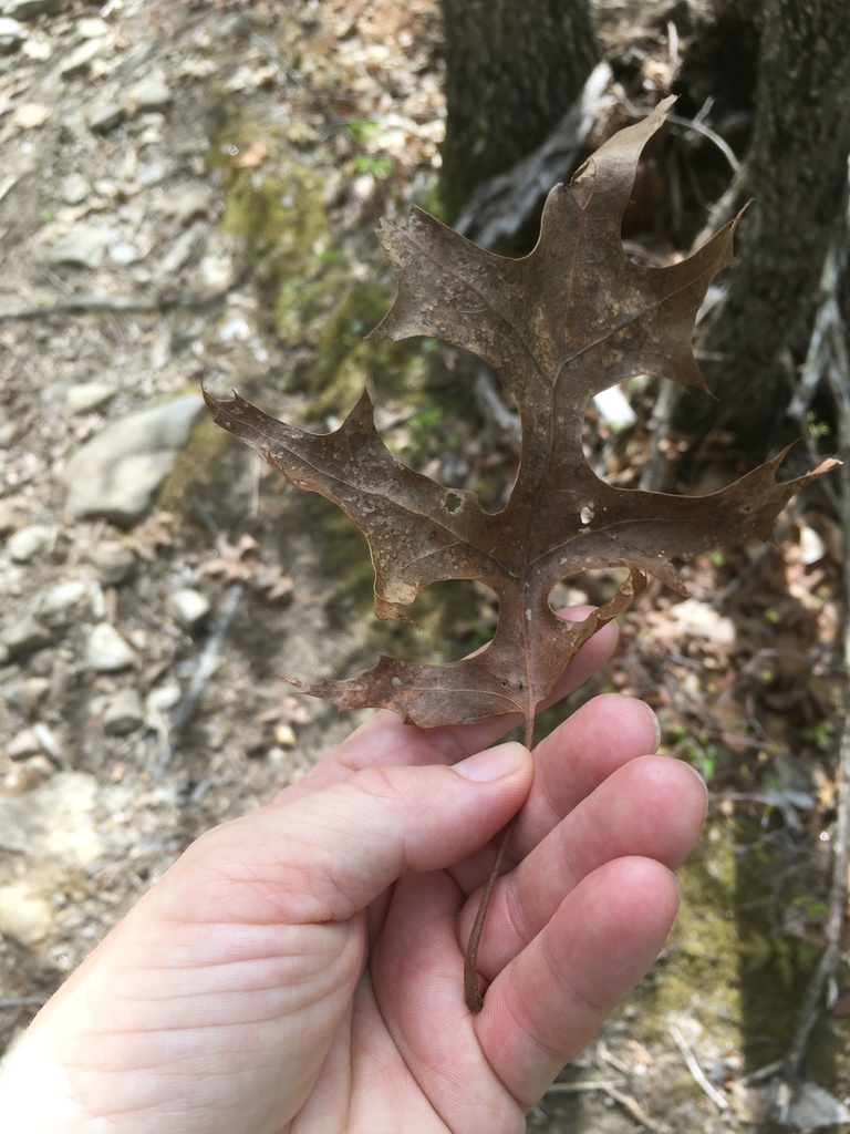 scarlet oak from Westfield, MA, US on May 19, 2020 at 11:03 AM by Aaron ...