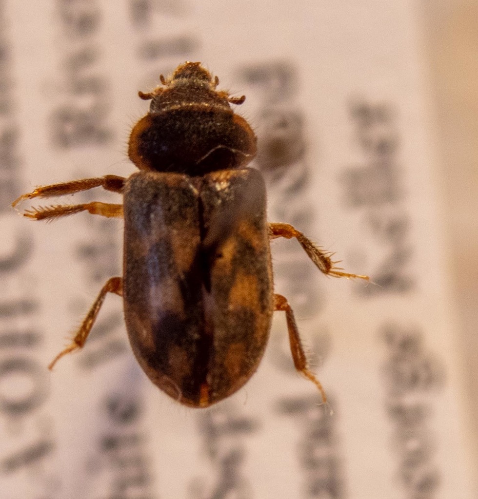 Variegated Mud-loving Beetles from Hamilton County, OH, USA on ...