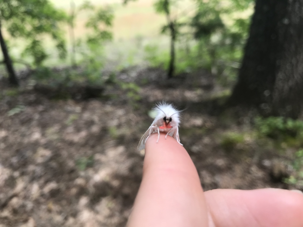 Pink-legged Tiger Moth from Jacksonville, AR, US on May 19, 2020 at 11: ...