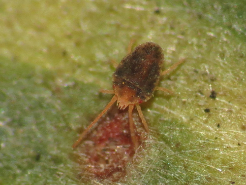 Genus Bryobia · iNaturalist