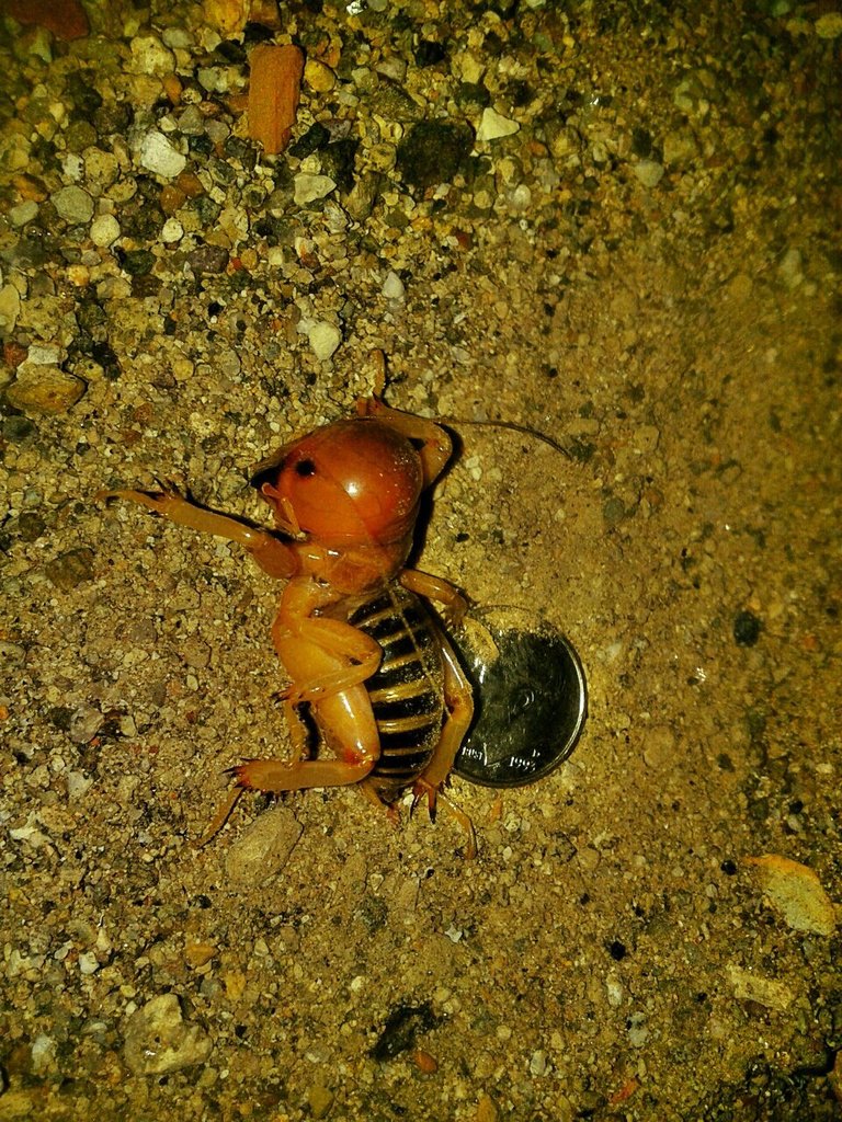 Dark Jerusalem Cricket (Arthropods of Rosewood Nature Study Area ...
