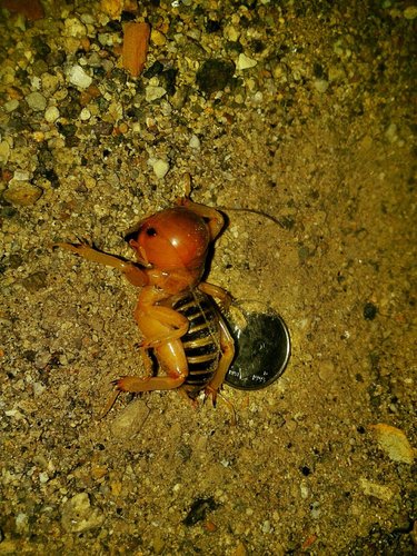 Dark Jerusalem Cricket (Arthropods of Rosewood Nature Study Area ...