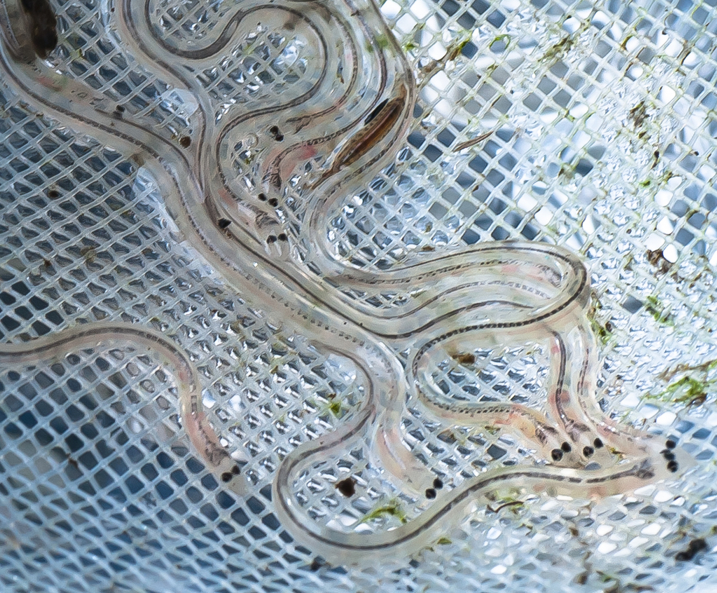 American Eel (Fish at Gateway National Recreation Area) · iNaturalist