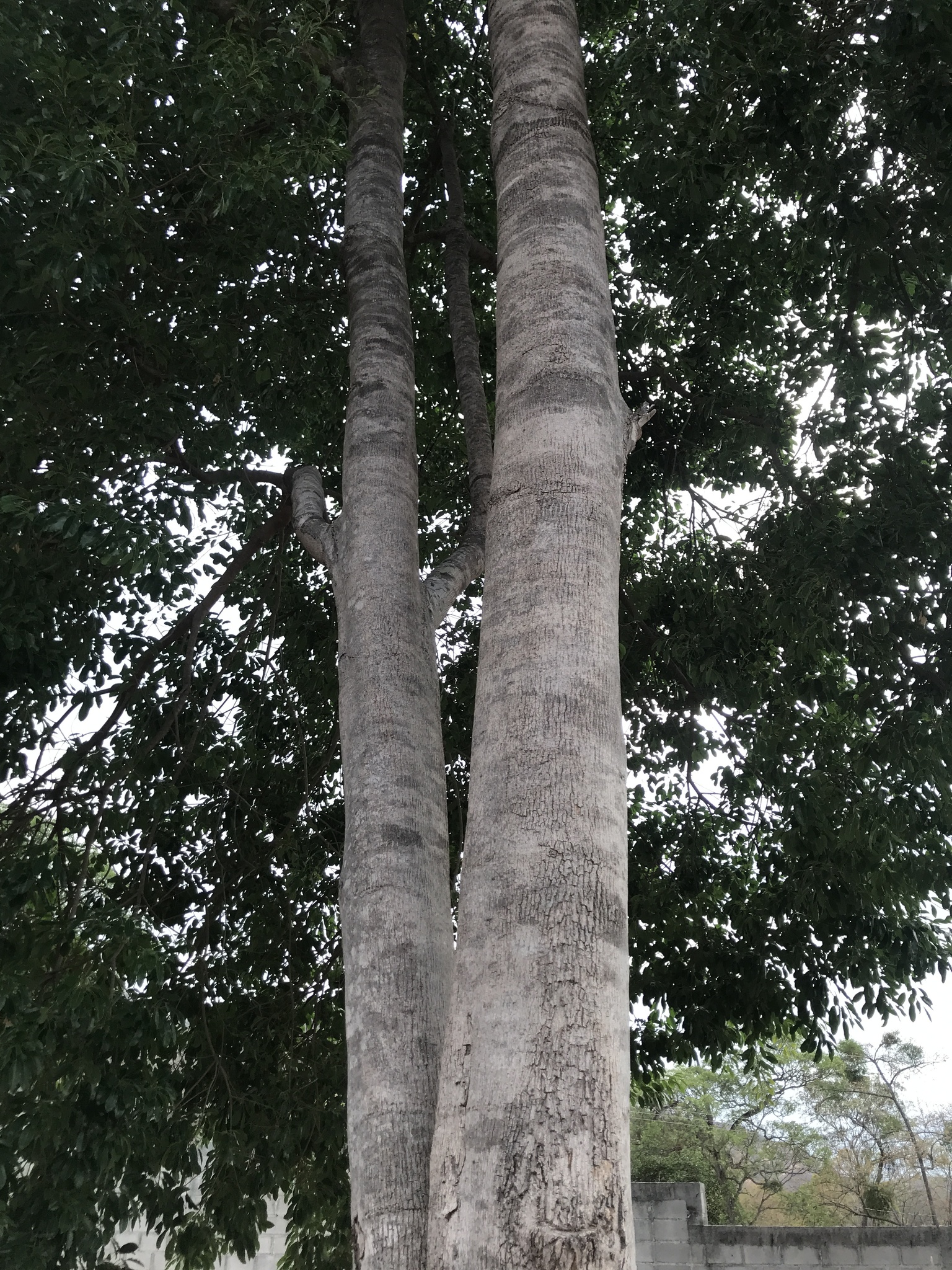 Sideroxylon capiri (A.DC.) Pittier