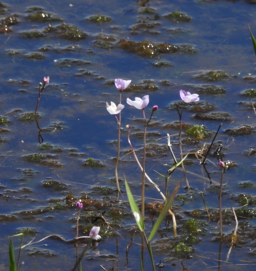 Purple Bladderwort (ADIRONDACK RESEARCH GUIDEBOOK) · iNaturalist