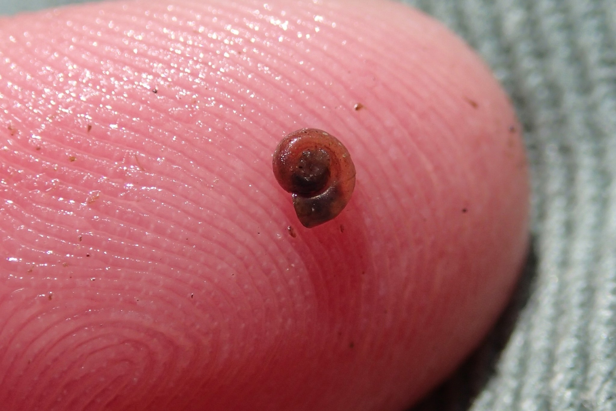 Gyraulus parvus (Say, 1817)