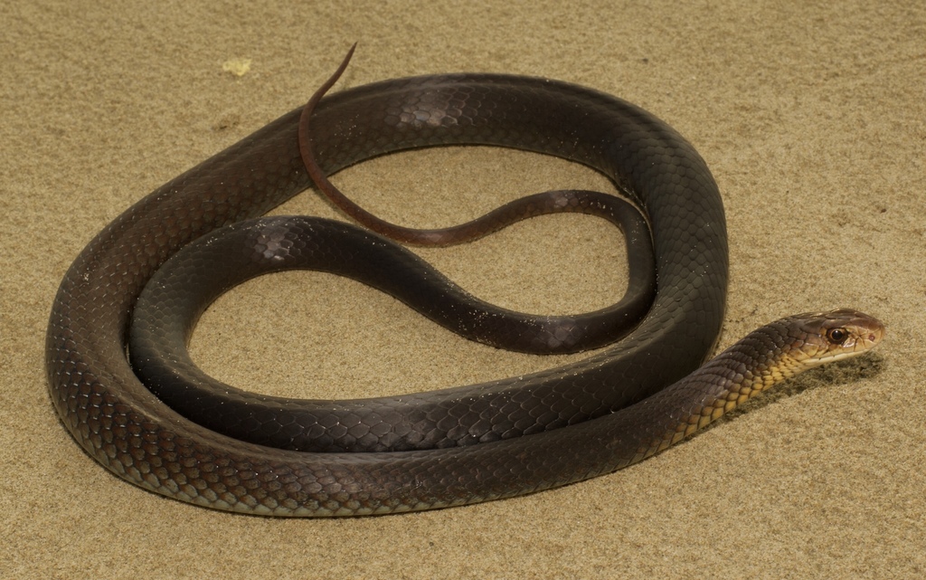 Lesser Black Whipsnake (Demansia vestigiata) - Snakes and Lizards