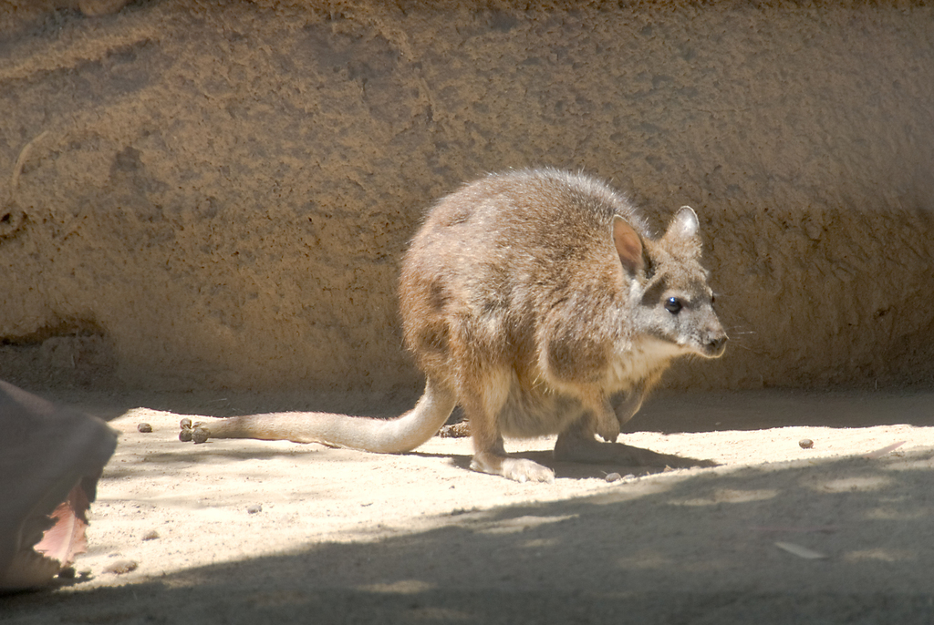 Parma Wallaby (Notamacropus parma) - Know Your Mammals