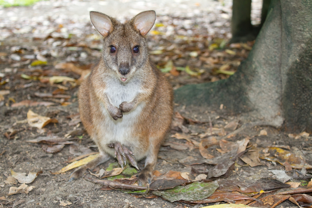 Parma Wallaby (Notamacropus parma) - Know Your Mammals