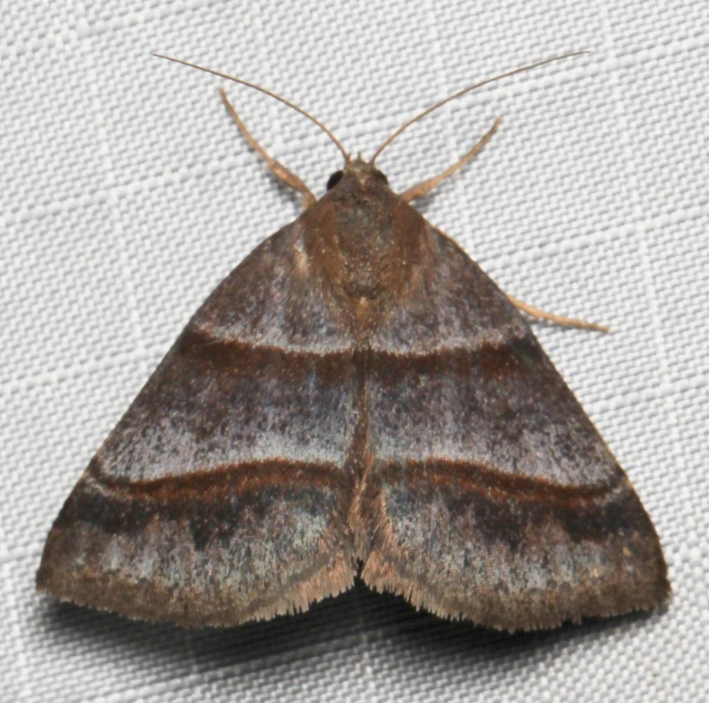 Woodland Chocolate Moth (Argyrostrotis sylvarum) (Erebidae of the ...