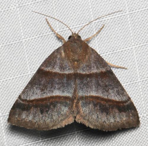 Woodland Chocolate Moth (Argyrostrotis sylvarum) · iNaturalist