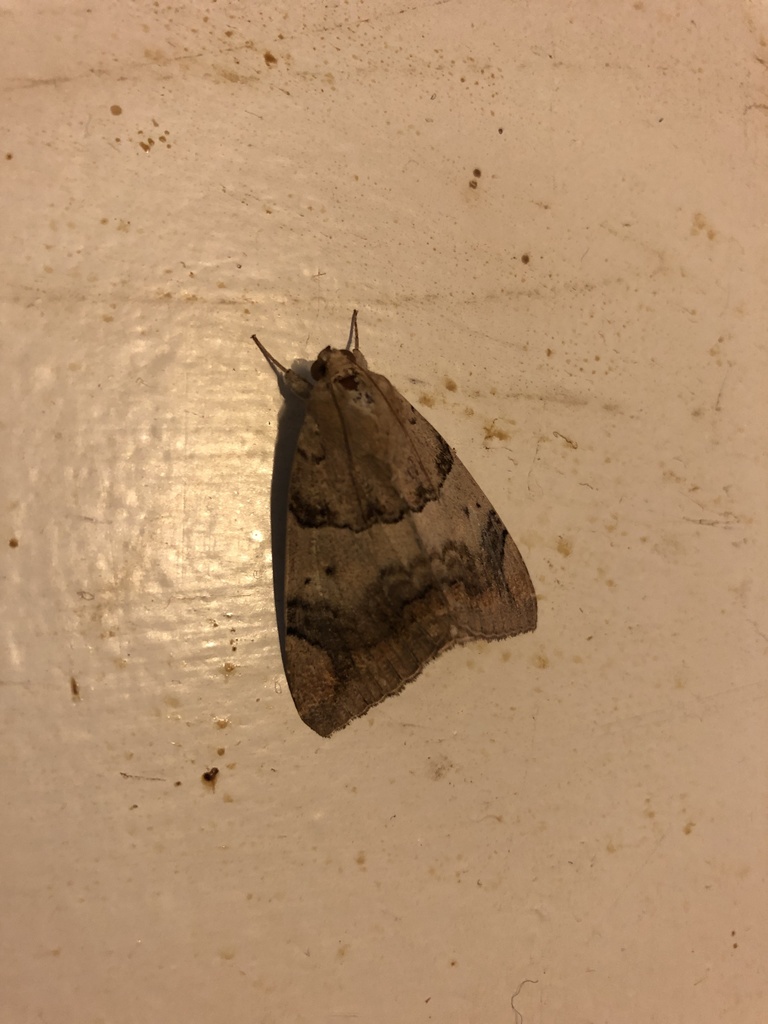 Castor Semi-looper from Far North Road, Pukenui, Northland, NZ on May ...