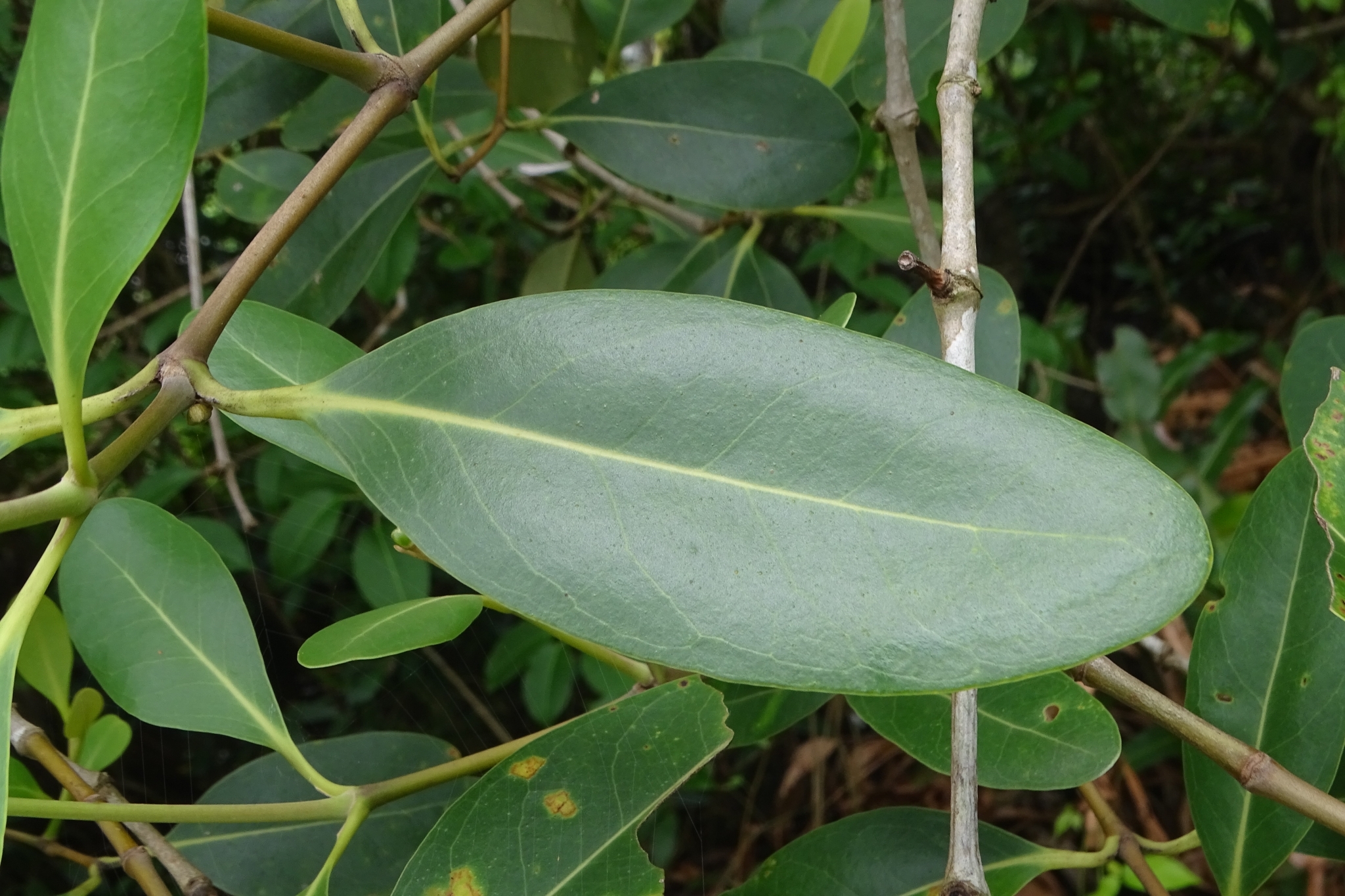 Avicennia officinalis L.
