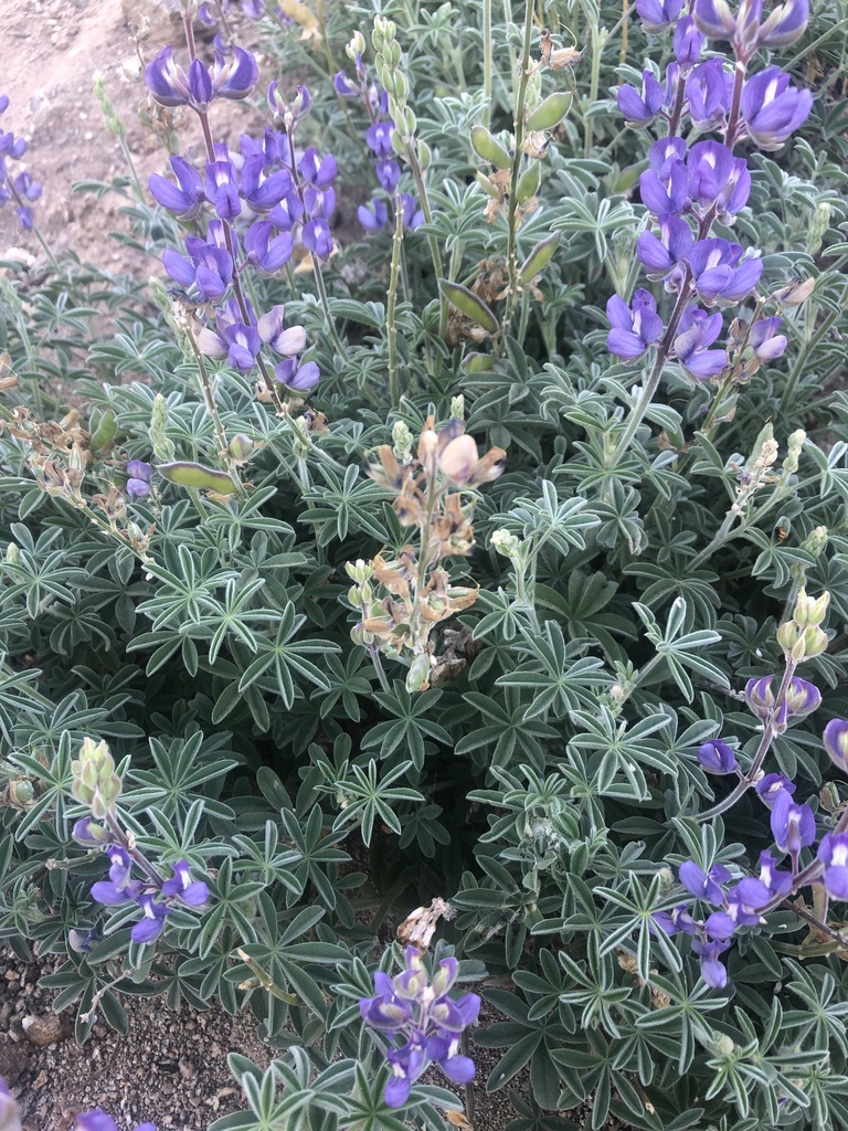 Bush Lupine complex from Mount Wilson Rd, Pasadena, CA, US on May 16 ...