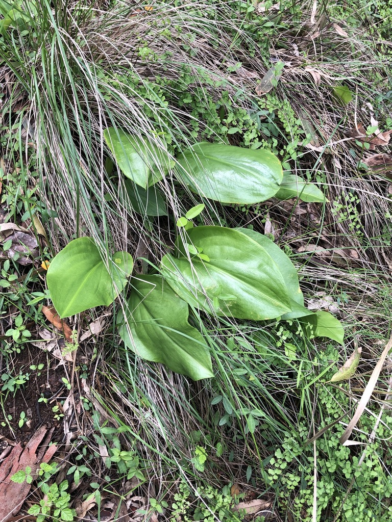 Brisbane Lily from Upper Brookfield QLD 4069, Australia on February 14 ...