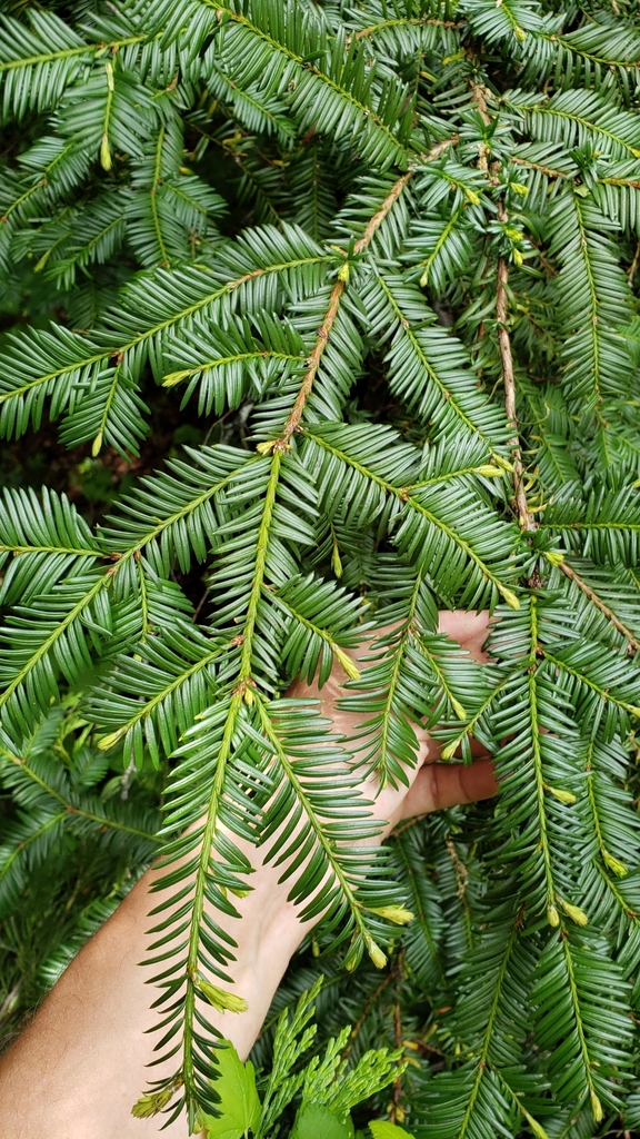 Pacific yew from MONTGOMRY CRK, CA 96065, USA on May 19, 2020 at 11:36 ...