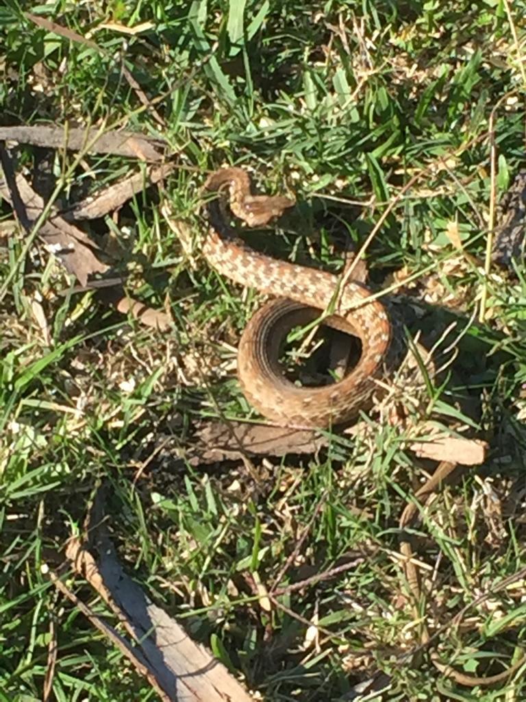 Keeled Sepia Snake from 20005 Departamento de Maldonado, Uruguay on May ...