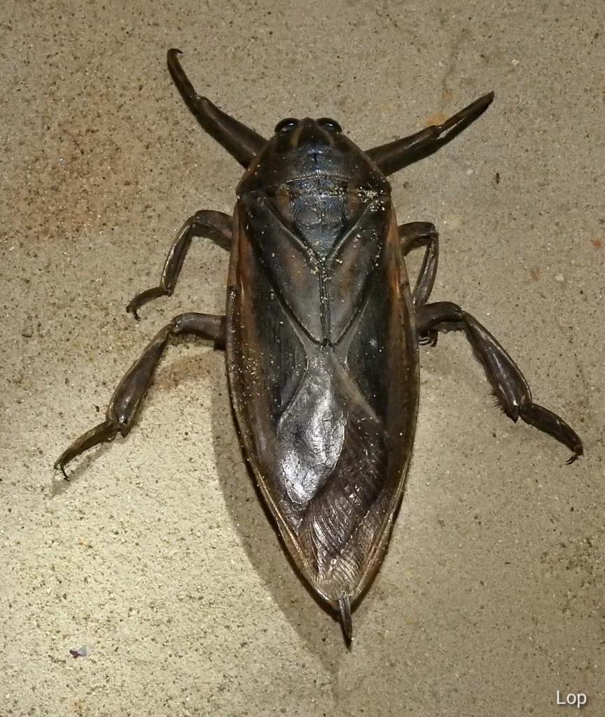 Asian Giant Water Bug from Makunda Christian Leprosy and General ...