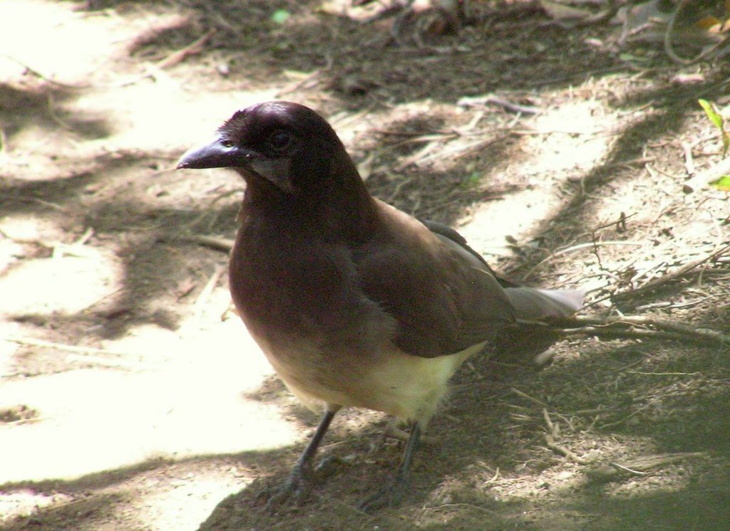 Brown Jay from Monteverde Nature Reserve, Costa Rica. on March 16, 2004 ...