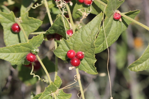 Cucumis argenteus (Plants of Central Queensland) · iNaturalist